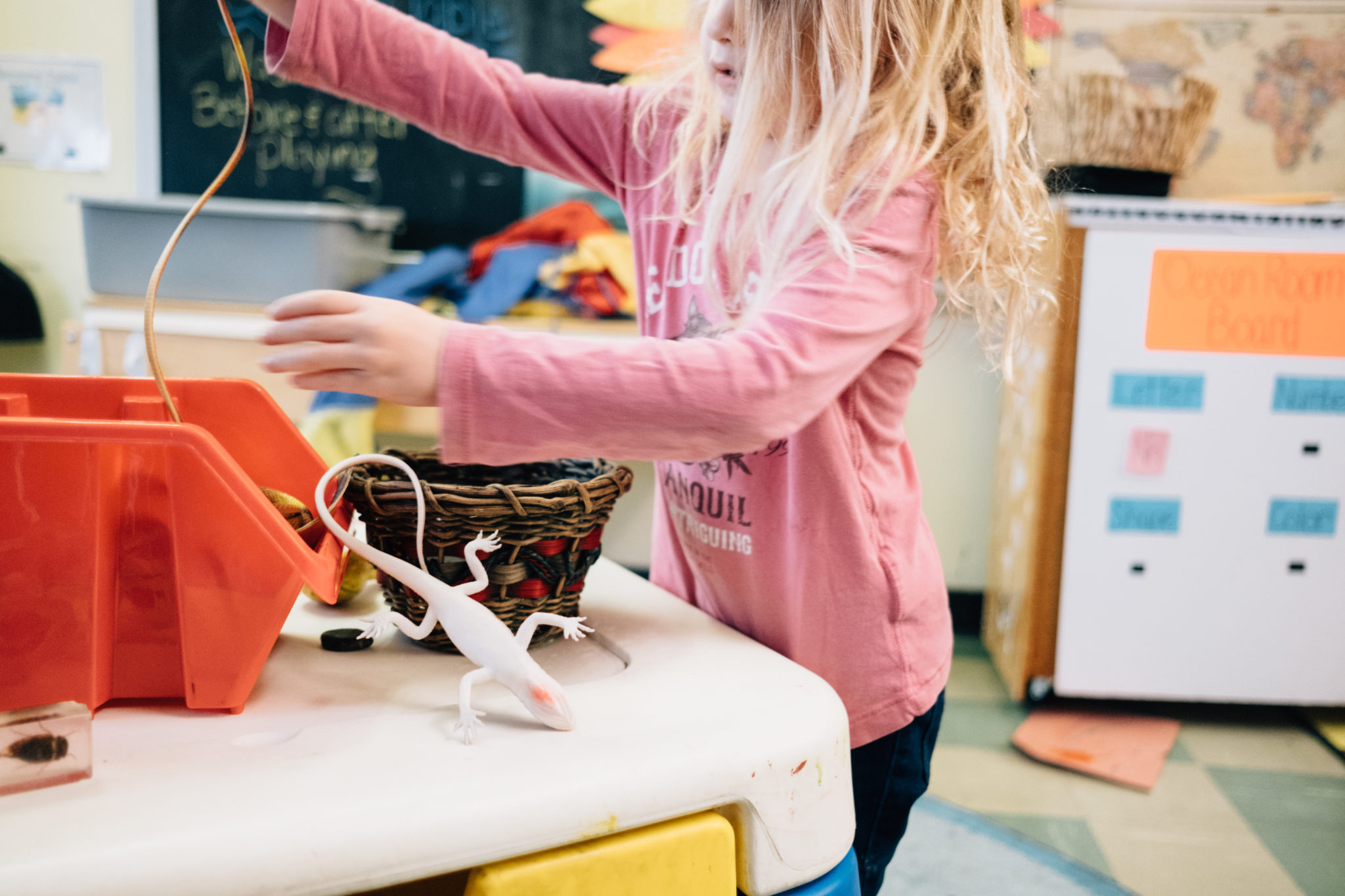 Safe Interactions Between Pets, Animals, and Young Children - Trying ...